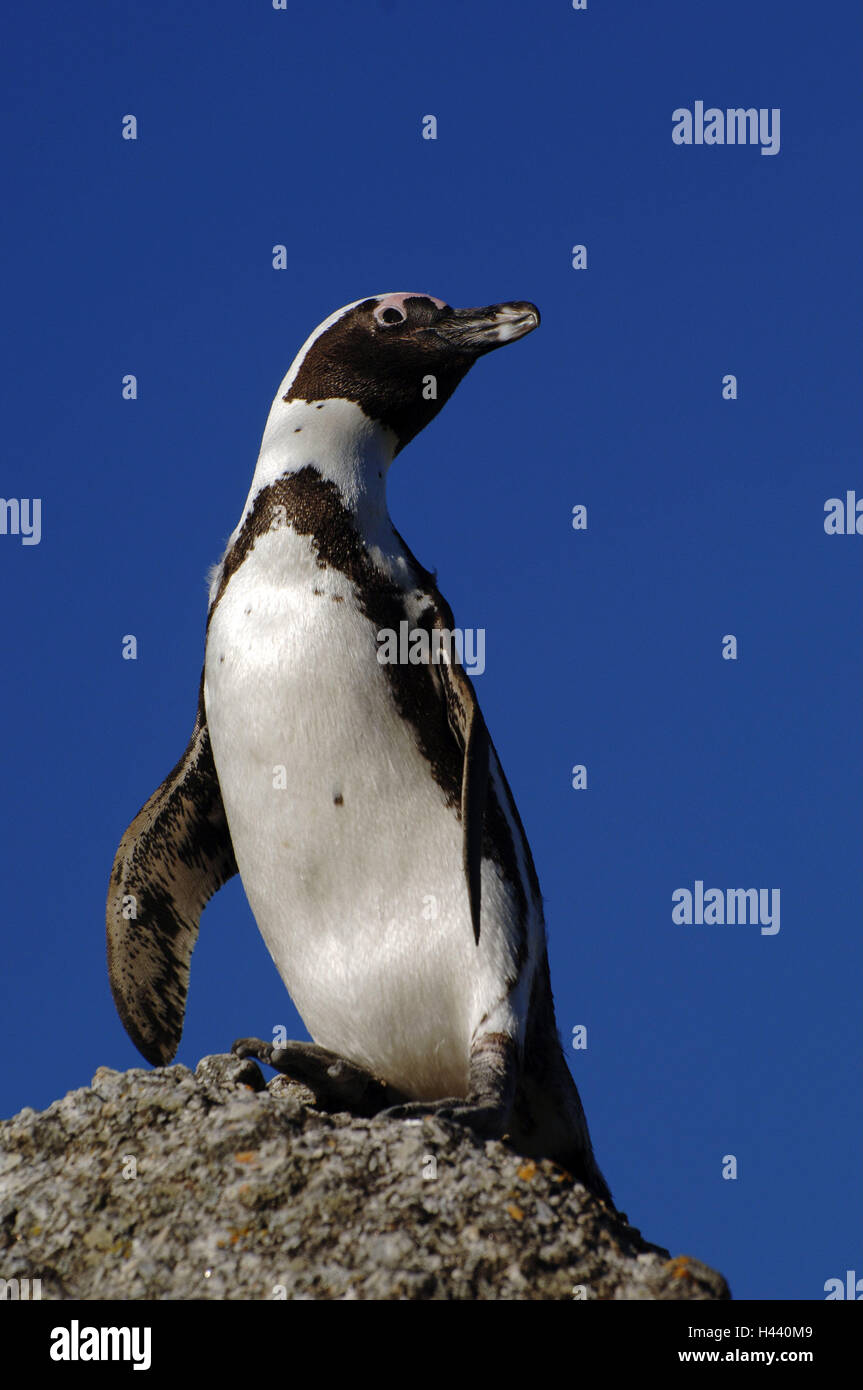 South, Africa, Capetown, rock, penguin, Africa, destination, place of ...