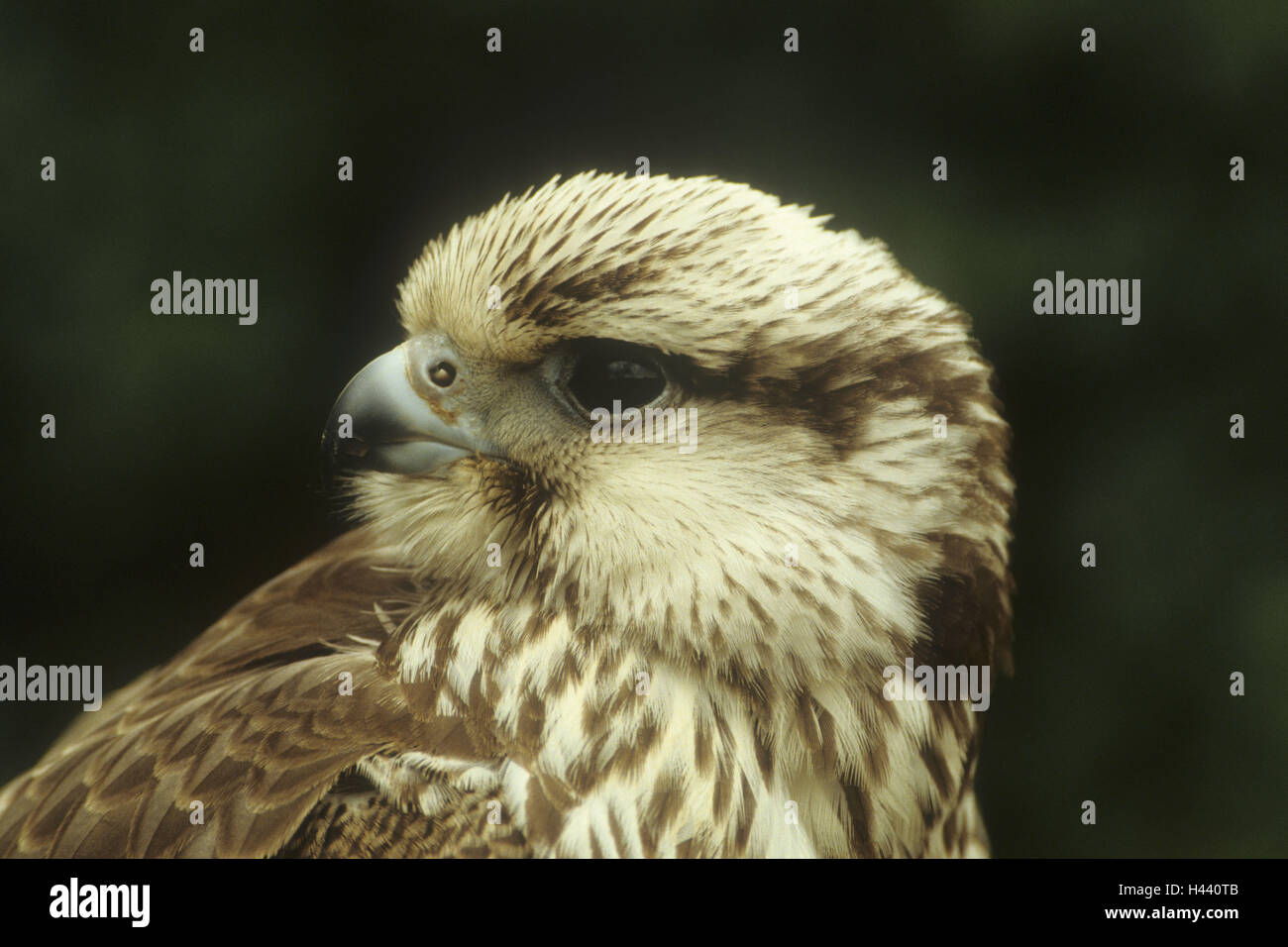 Lanner, Lannerfalke, Falco biarmicus, portrait Stock Photo - Alamy