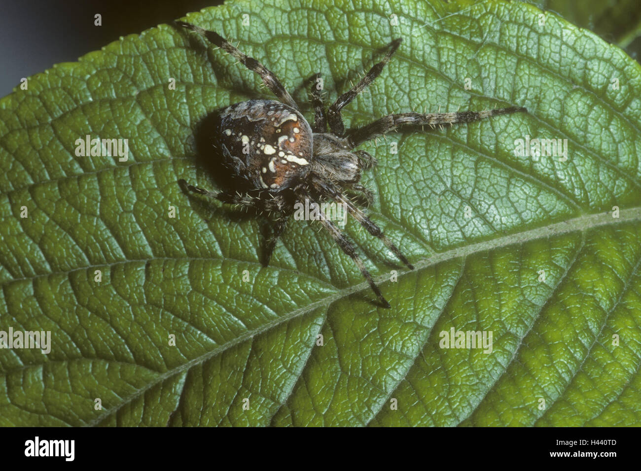 Common garden spider, Araneus diadematus, leaves, sit Stock Photo - Alamy