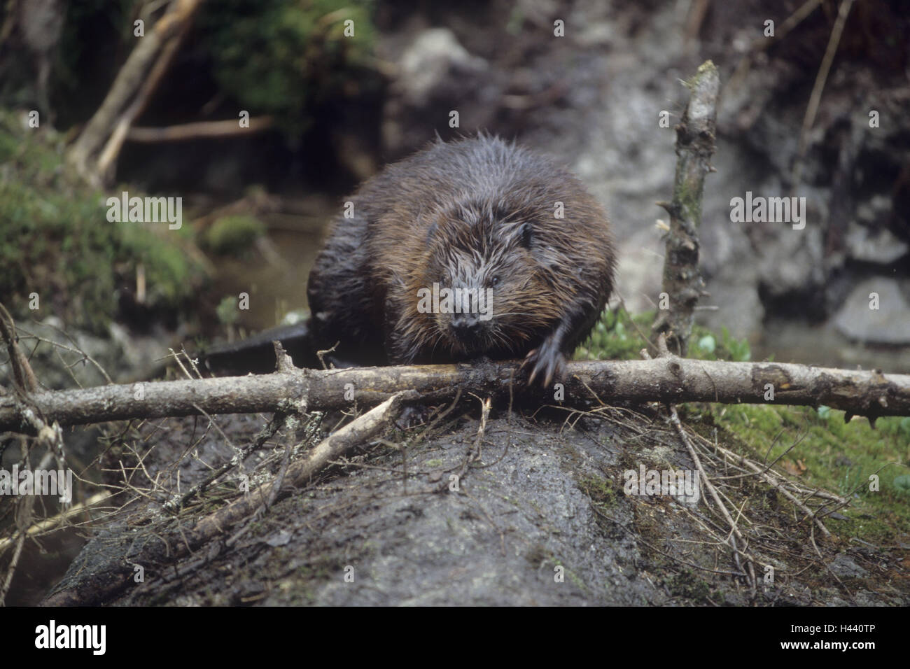 European beaver, Castor fiber, wet, trunk Stock Photo - Alamy