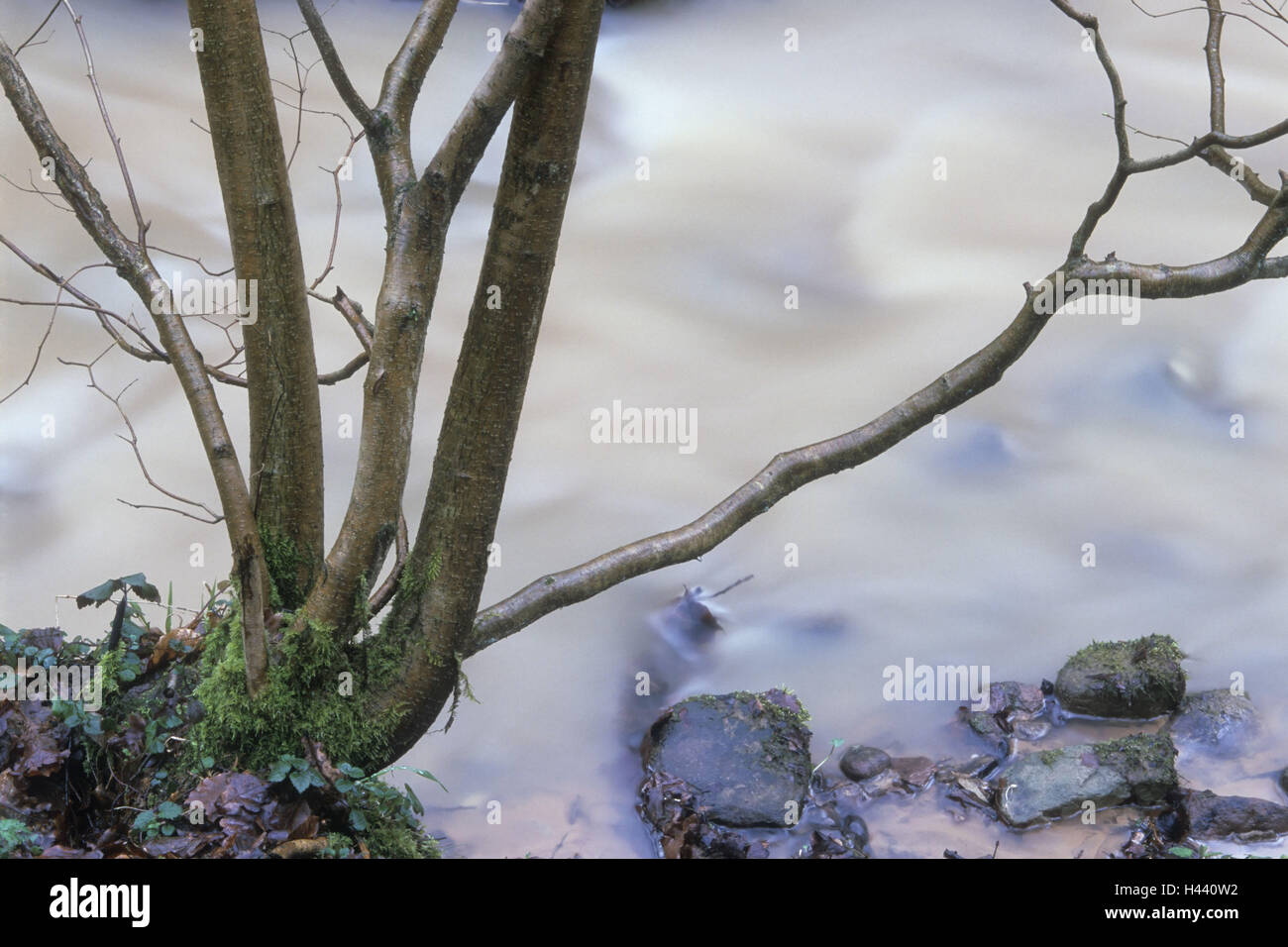 Stream course, shrub, spring, forest brook, detail Stock Photo - Alamy