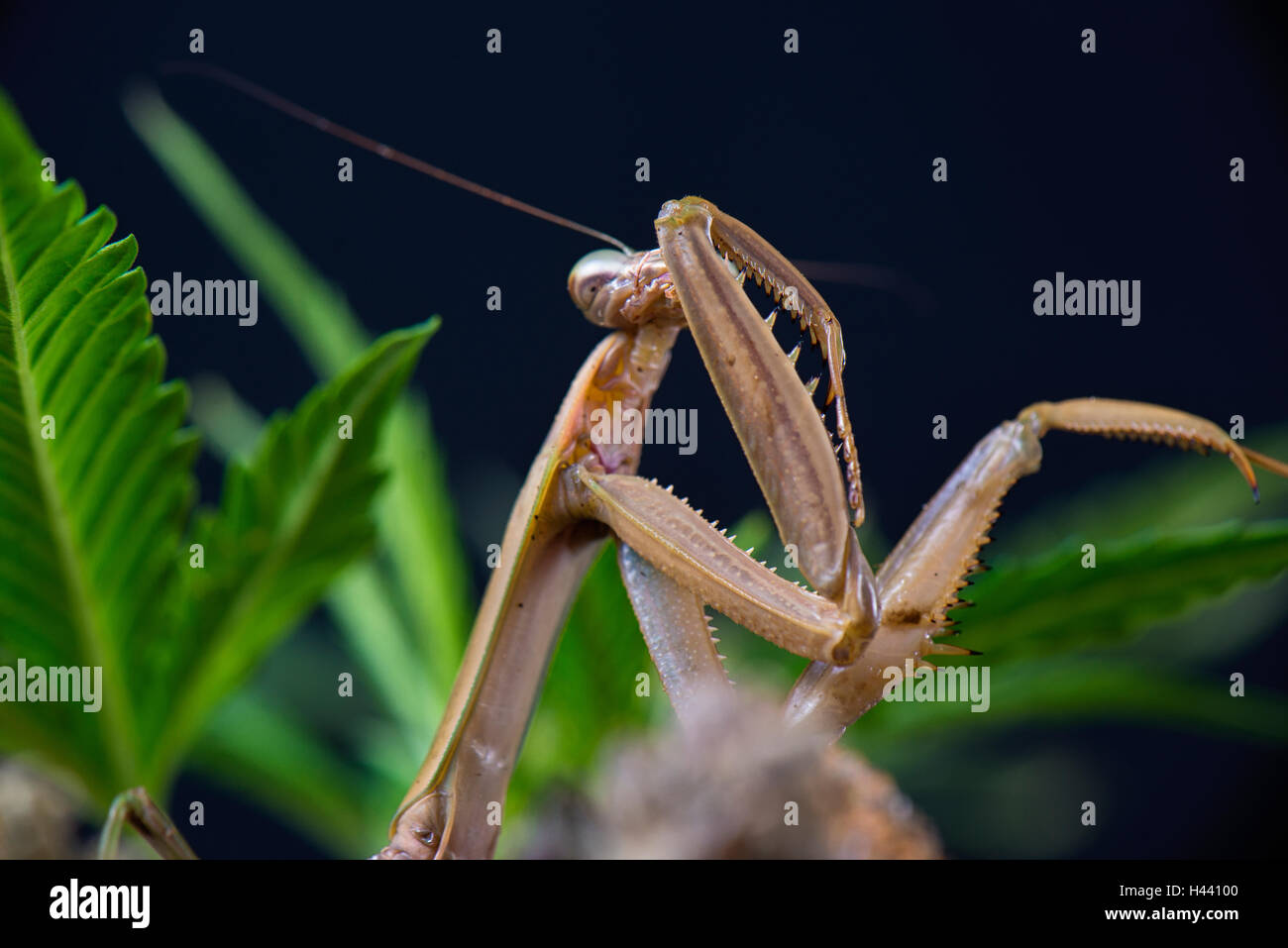 Praying mantis face close up hi-res stock photography and images - Alamy
