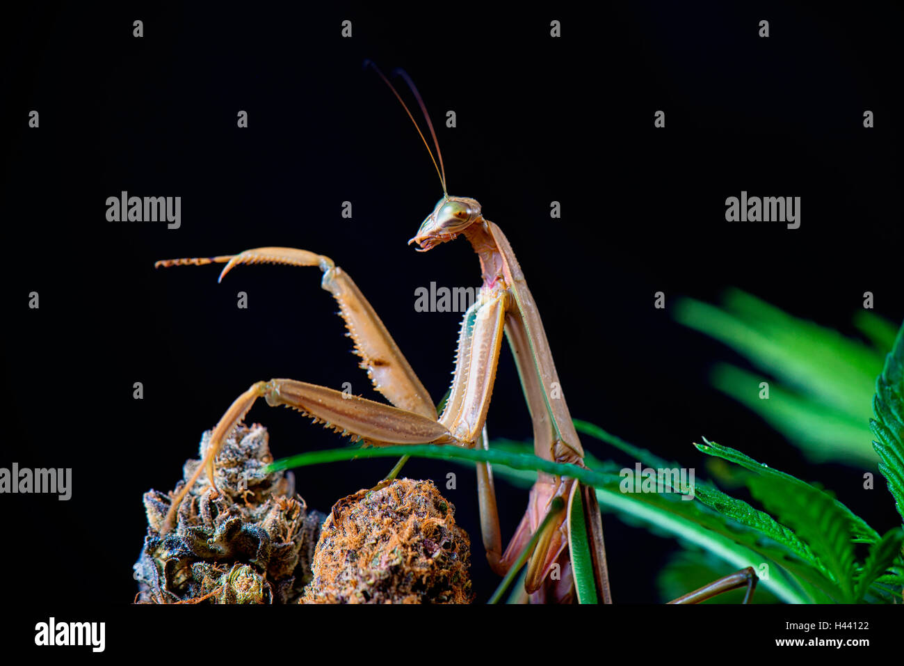 Chinese praying mantis hi-res stock photography and images - Alamy