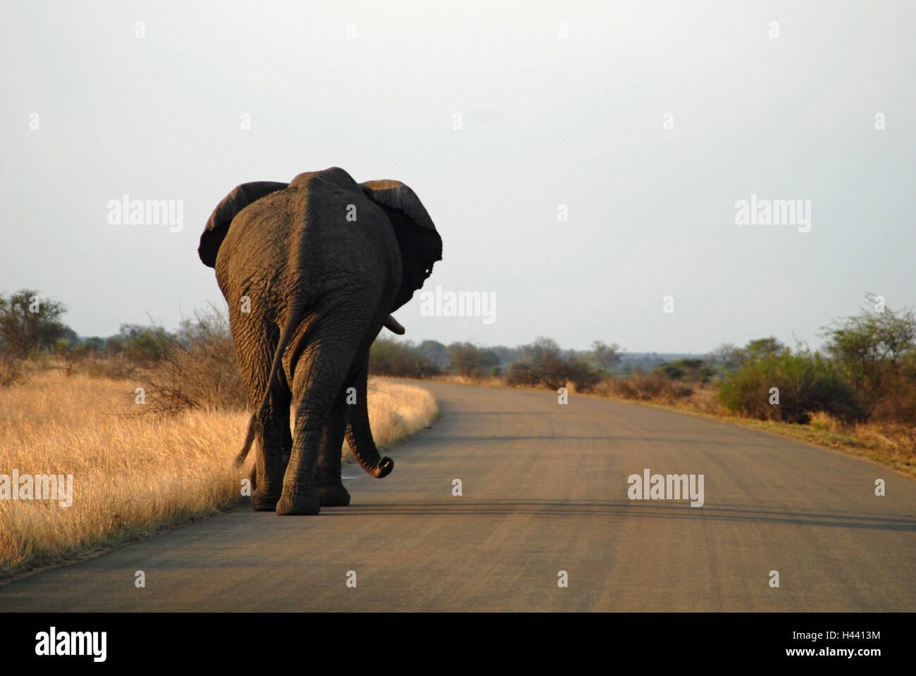 South, Africa, innkeeper national park, street, elephant, go, back view ...