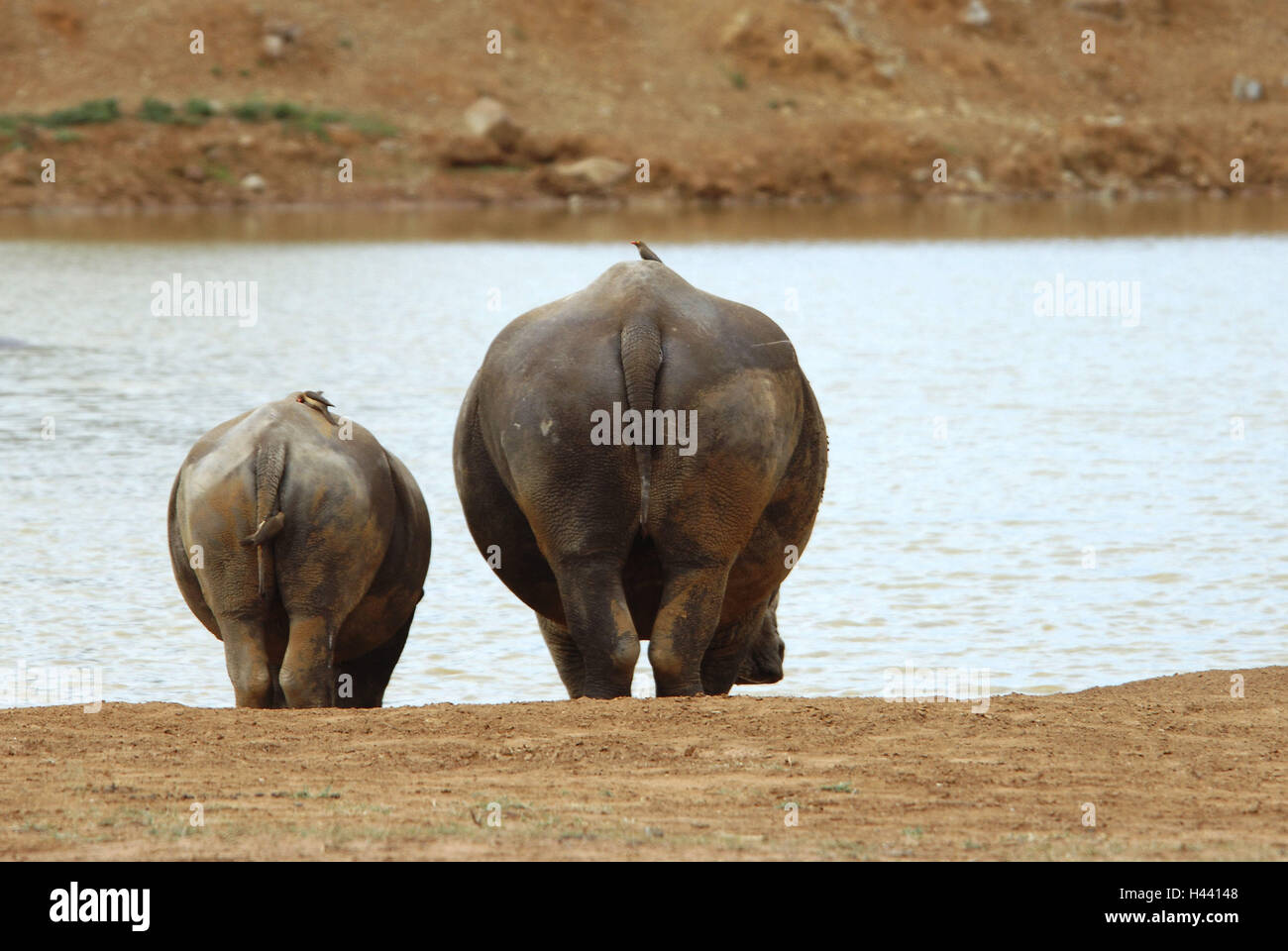 South, Africa, innkeeper national park, riverside, rhinoceroses, back ...