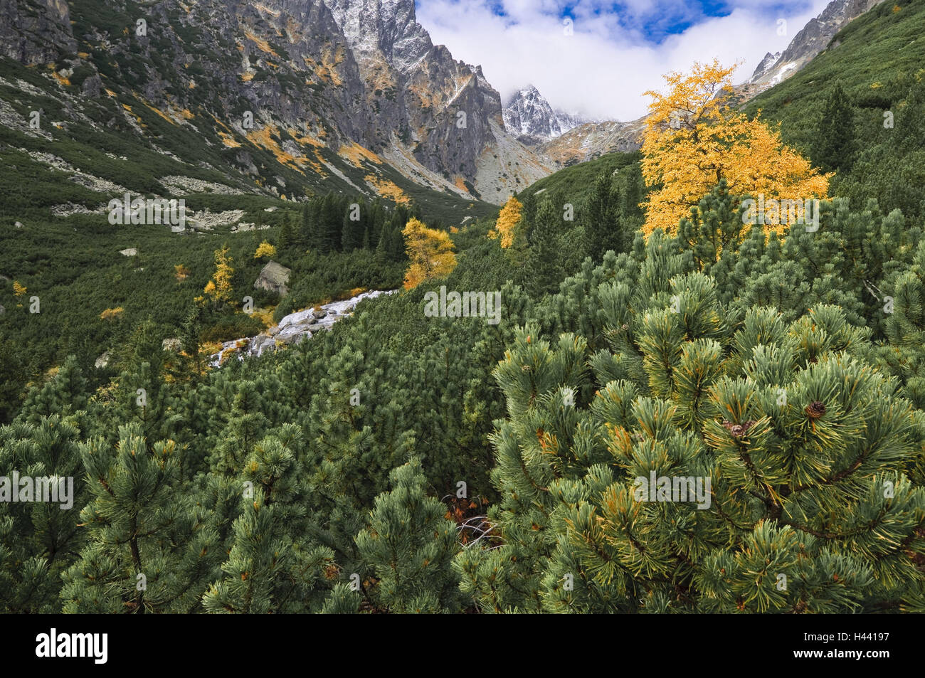 The high Tatra Mountains, autumn, small chill brook valley, national ...