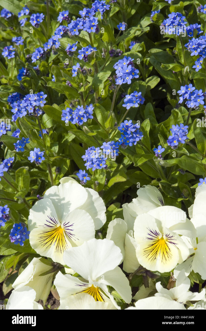 Forget-me-not, violet, detail, blossoms, plants, flowers, pansies ...