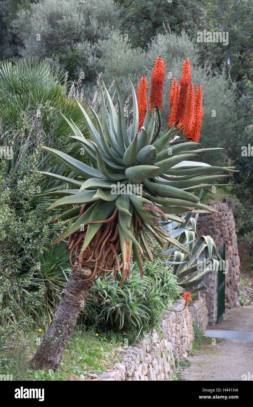 Mediterranean climate vegetation hi-res stock photography and images ...