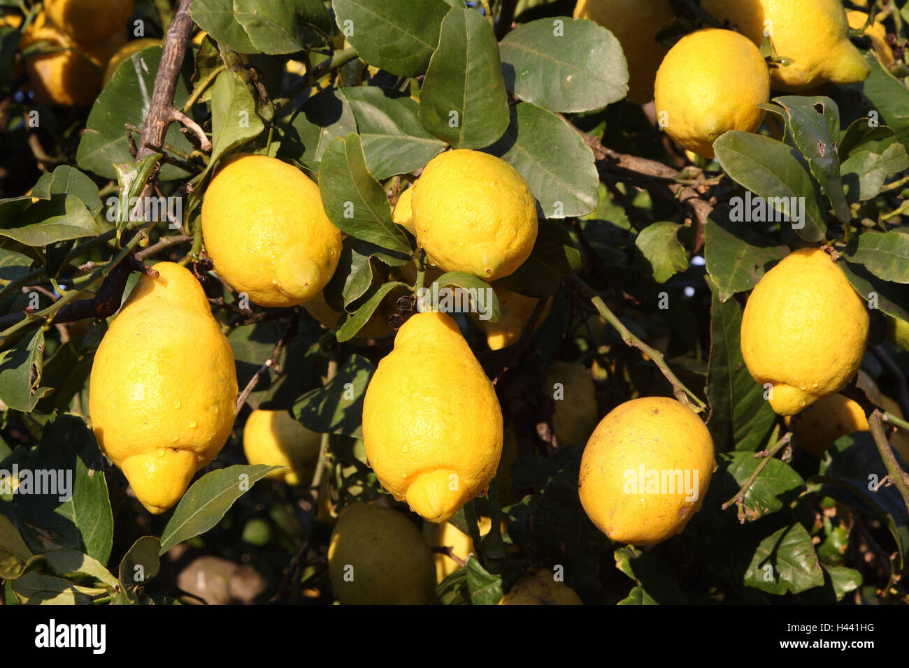 Majorca, lemon tree, detail, twigs, lemons, Spain, the Balearic Islands ...