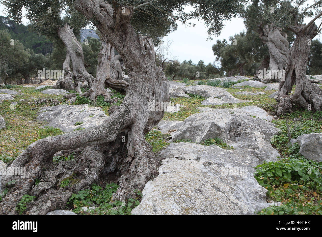 Olive grove hi-res stock photography and images - Alamy