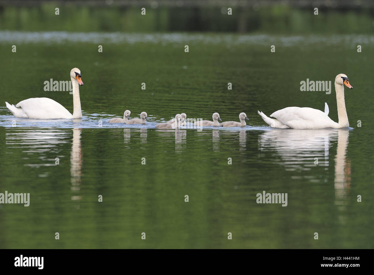 Lake, hump swans, Cygnus olor, Old birds, young animals Stock Photo - Alamy