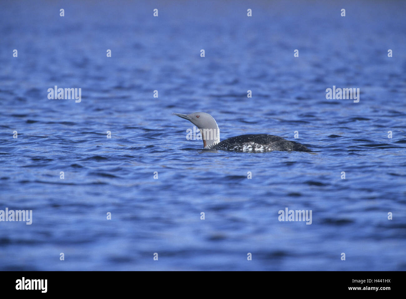 Sterns diver hi-res stock photography and images - Alamy