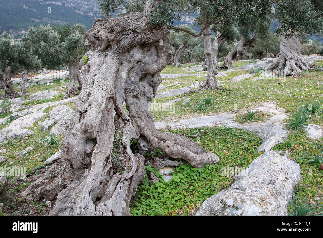 Majorca, olive grove, Spain, the Balearic Islands Stock Photo - Alamy