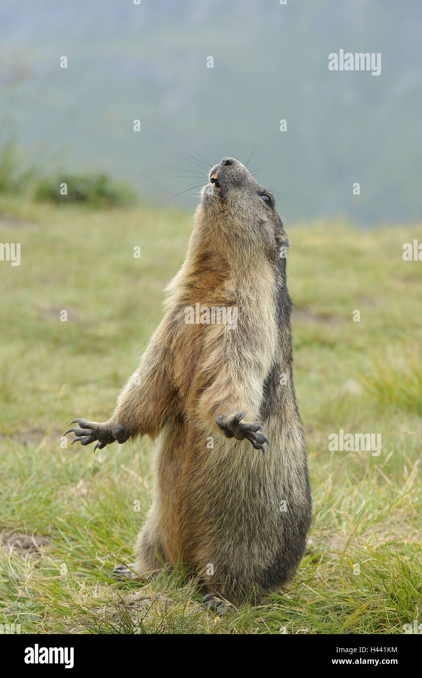 Alpine groundhog hi-res stock photography and images - Alamy