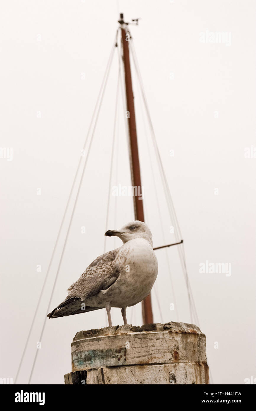 Harbour, post, gull, carefully, mast, detail, blur, outside, Vogel ...