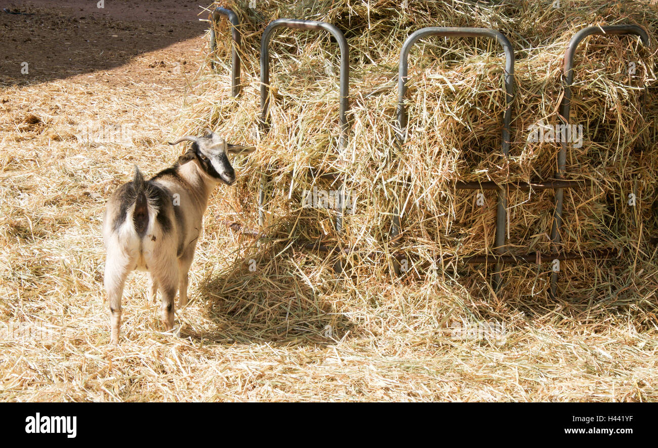 Smal black and white goat feeding on a haystack with hay ground ...