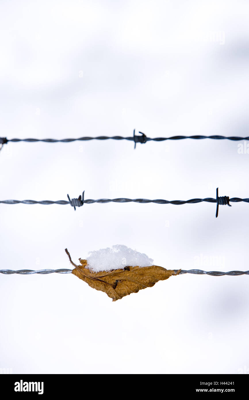 Sting wire hi-res stock photography and images - Alamy