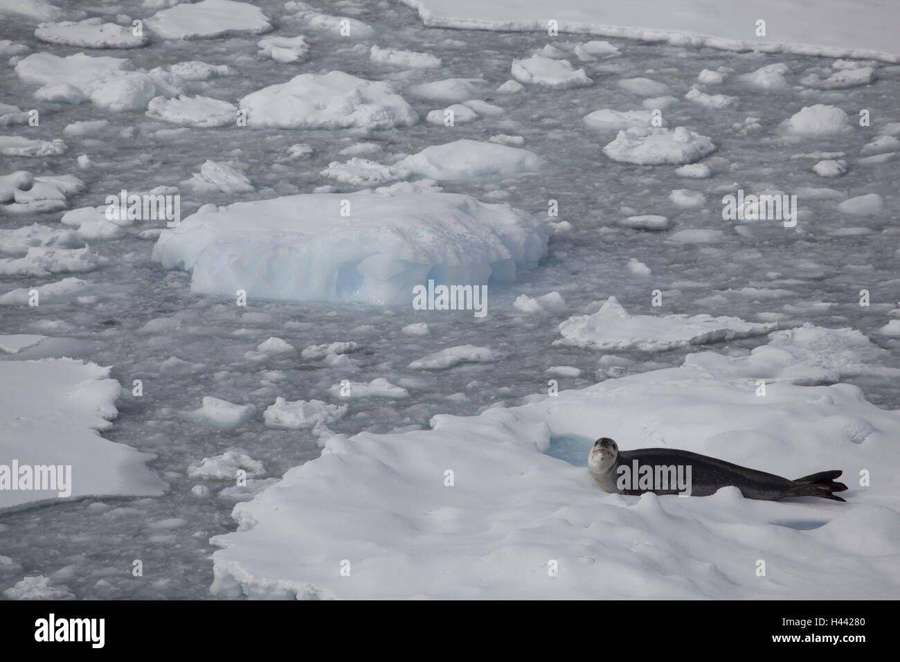 Sea leopard hi-res stock photography and images - Alamy
