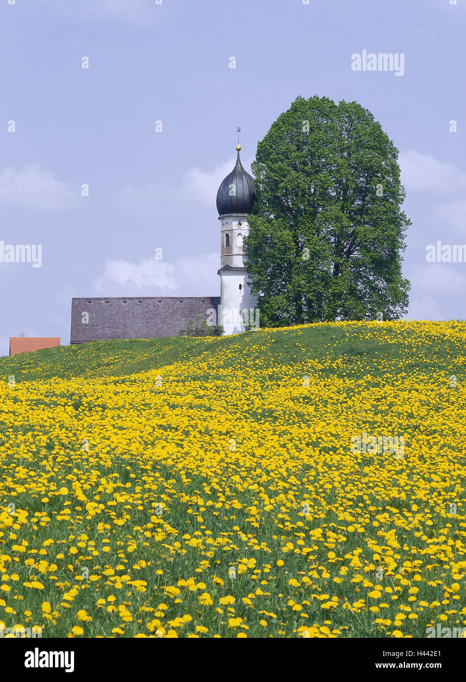 Germany, Bavaria, Tölzer country, dandelion meadow, tree, church, South ...
