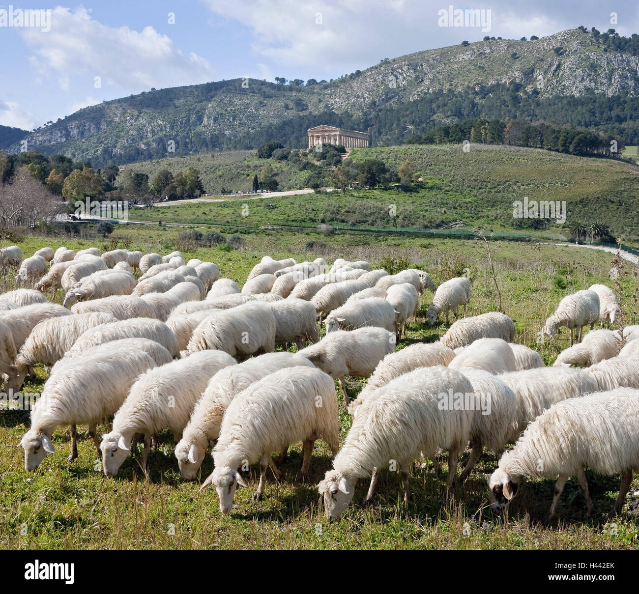 Italy, island Sicily, Segesta, temple, meadow, flock of sheep, Europe ...