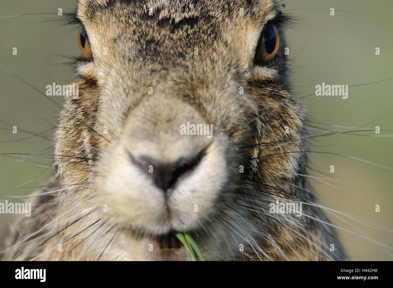 Hare face hi-res stock photography and images - Alamy