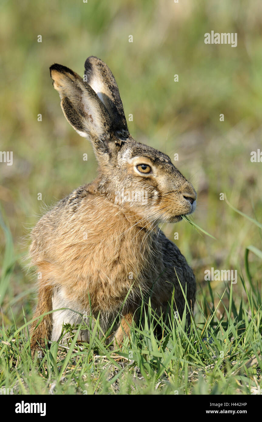 Eat whole body hi-res stock photography and images - Alamy