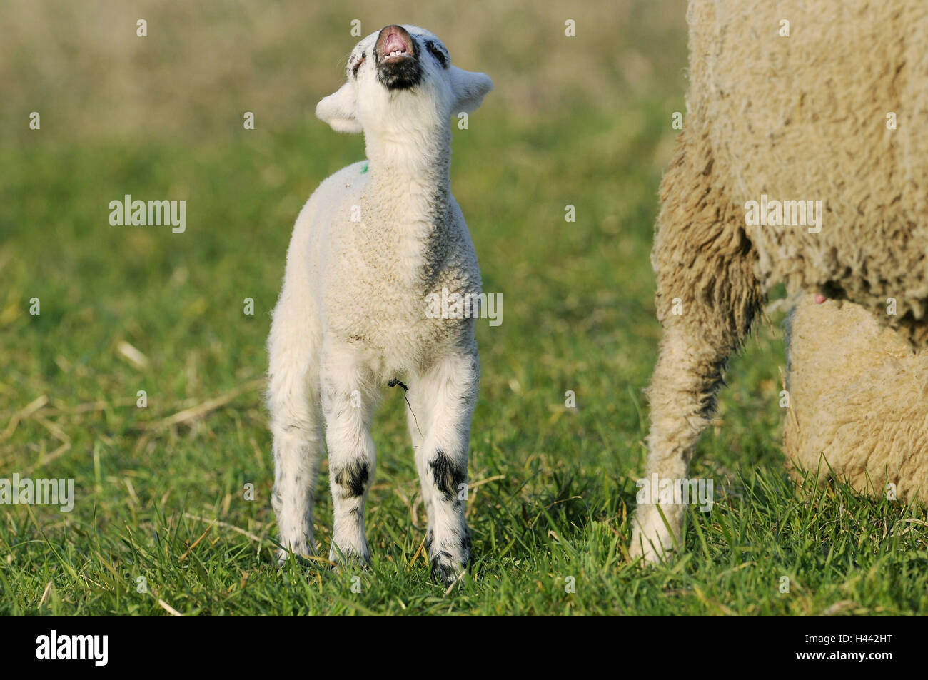 Meadow, merino sheep, mother animal, detail, lamb, bleat, animals ...