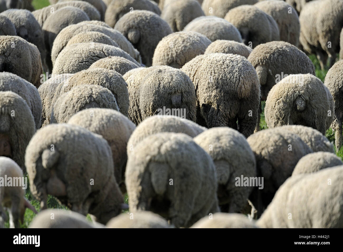 Meadow, herds, merino sheep, detail, animals, mammals, benefit animals ...
