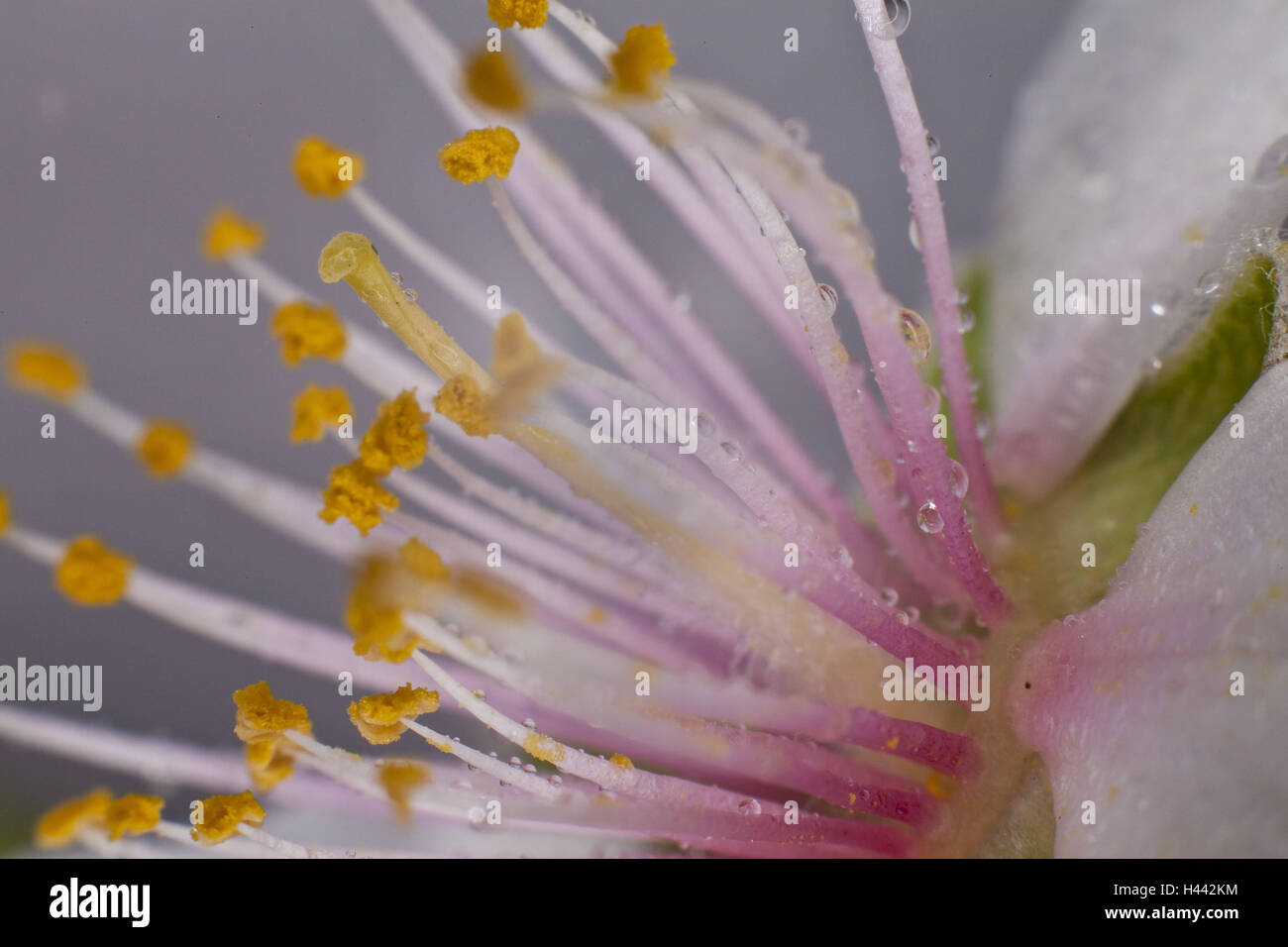 Tonsil blossom, dust vessels, dewdrops, close up, Majorca, plant, tree ...