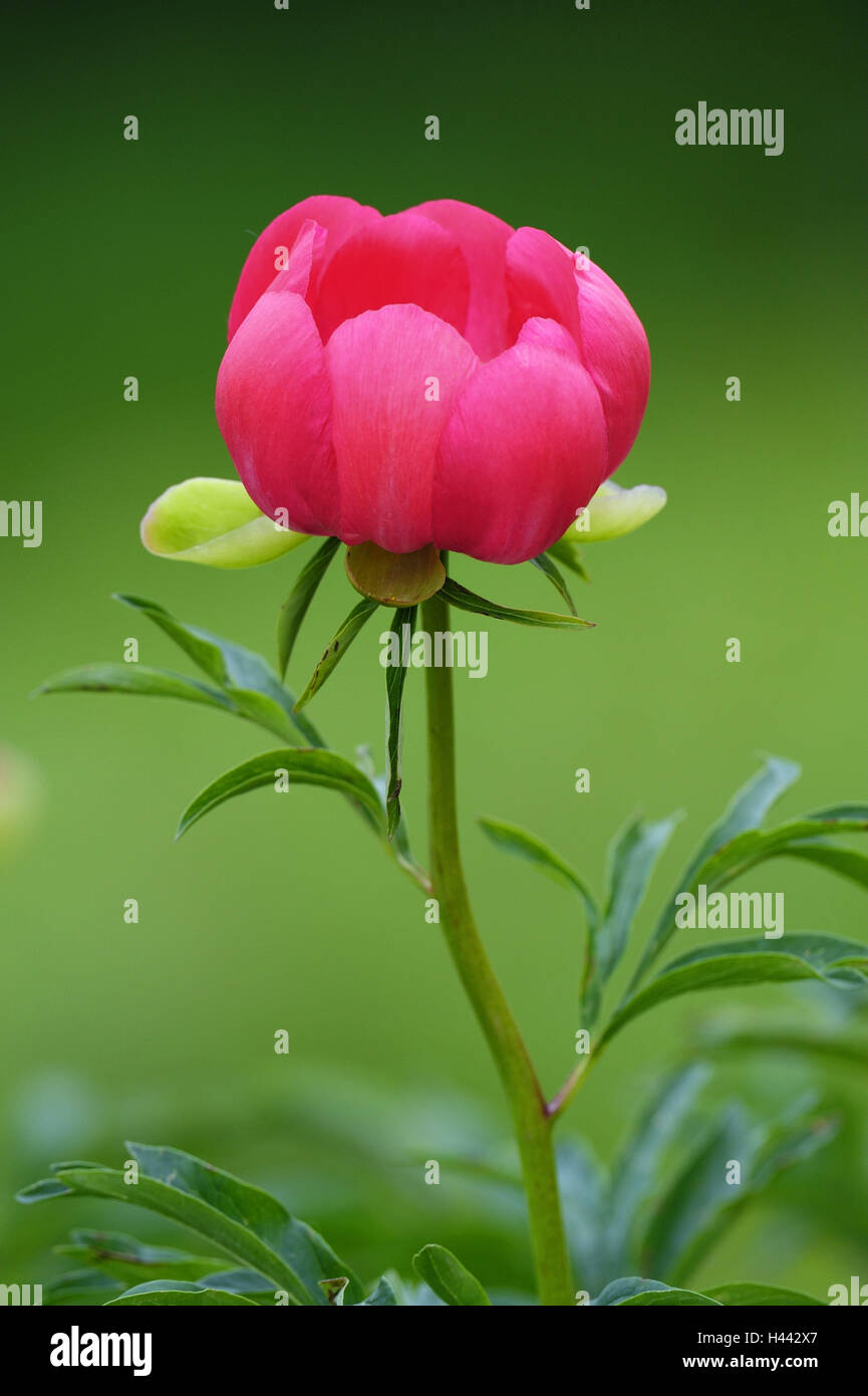 Peonies High Resolution Stock Photography and Images - Alamy