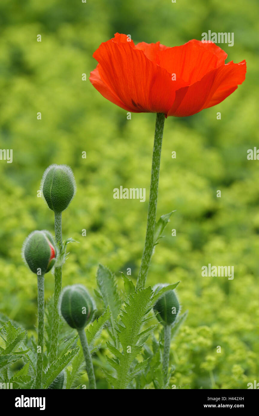 Turk's poppy seed, Papaver Oriental Stock Photo - Alamy