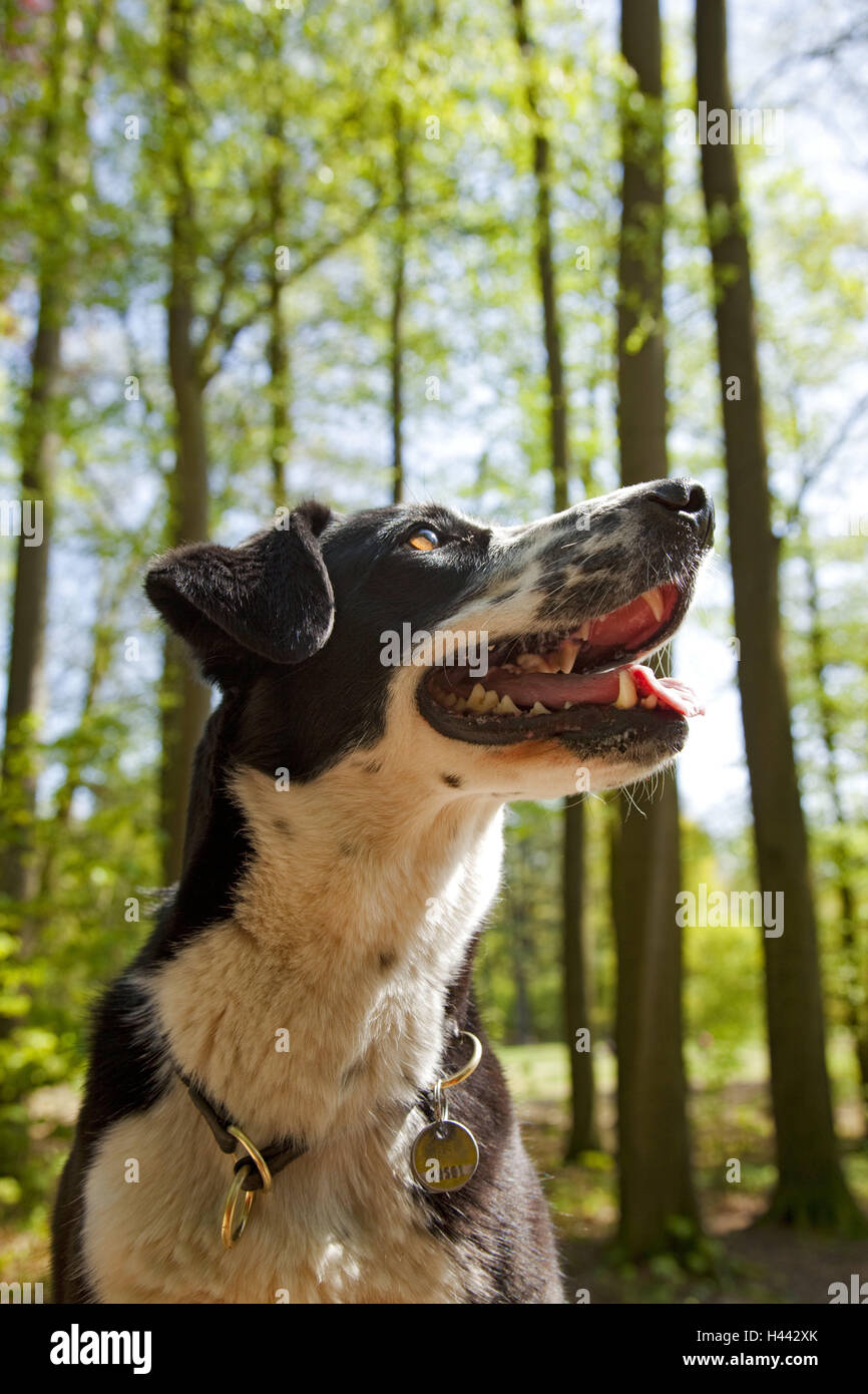 Wood, dog, sit, to high-level views, side view, outside, nature, animal ...