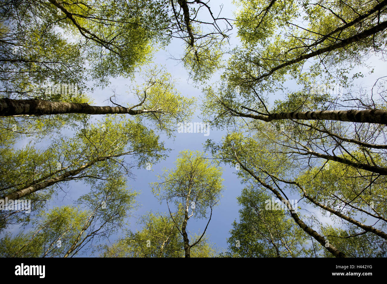 Wood, birches, detail, from below, outside, trees, Betula, broad-leaved ...