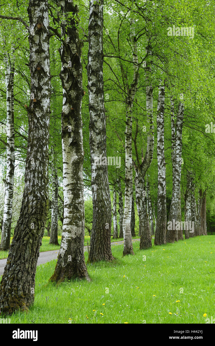 Birches hi-res stock photography and images - Alamy