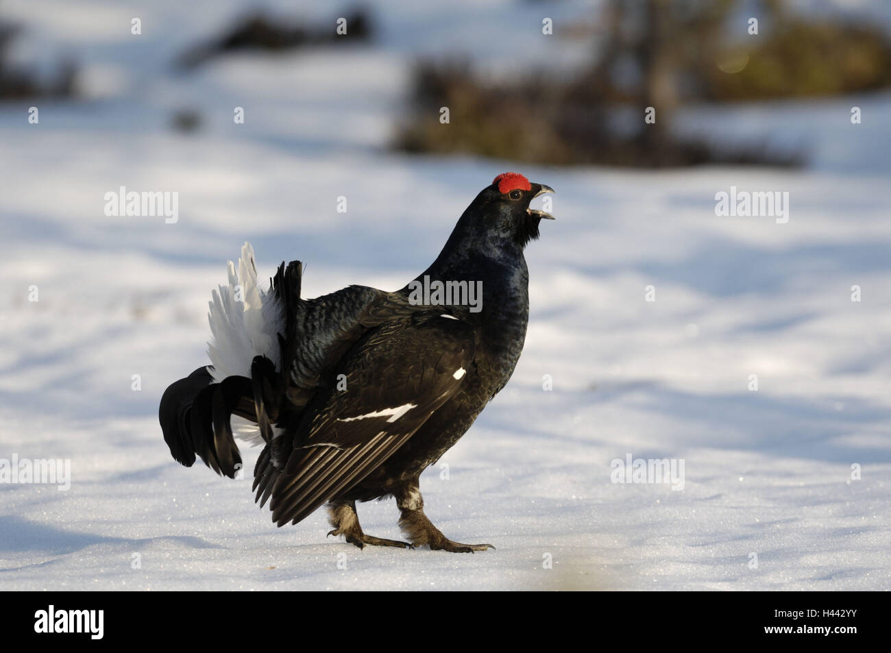 Black grouse, black grouse, Tetrao tetrix, tap, side view Stock Photo ...