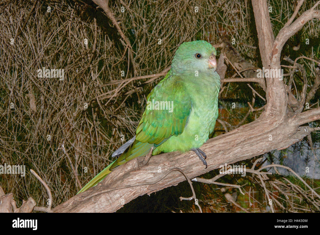 Green parrot perched on leafless shrub branches Stock Photo - Alamy