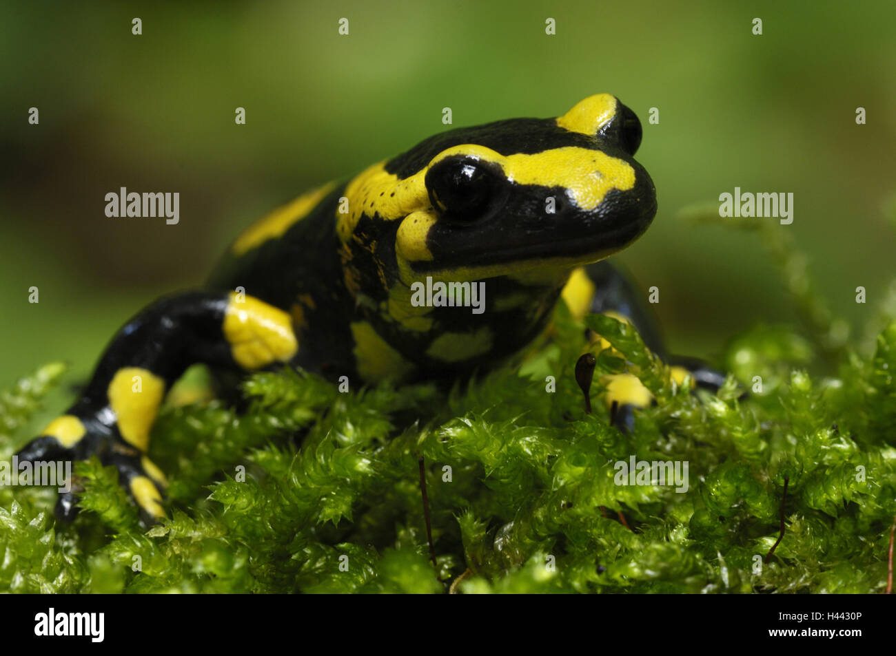 Slamandra salamandra hi-res stock photography and images - Alamy