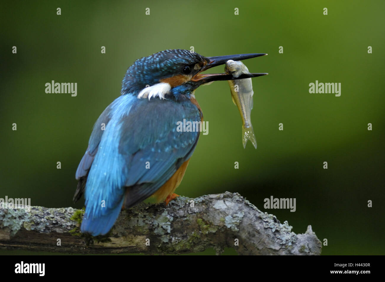 Kingfisher, Kingfisher, Alcedo atthis, fish, eat Stock Photo - Alamy