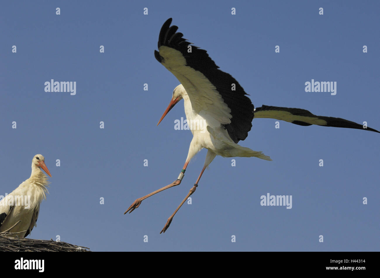 White storks, Ciconia ciconia, White stork, flight, nest, landing Stock ...
