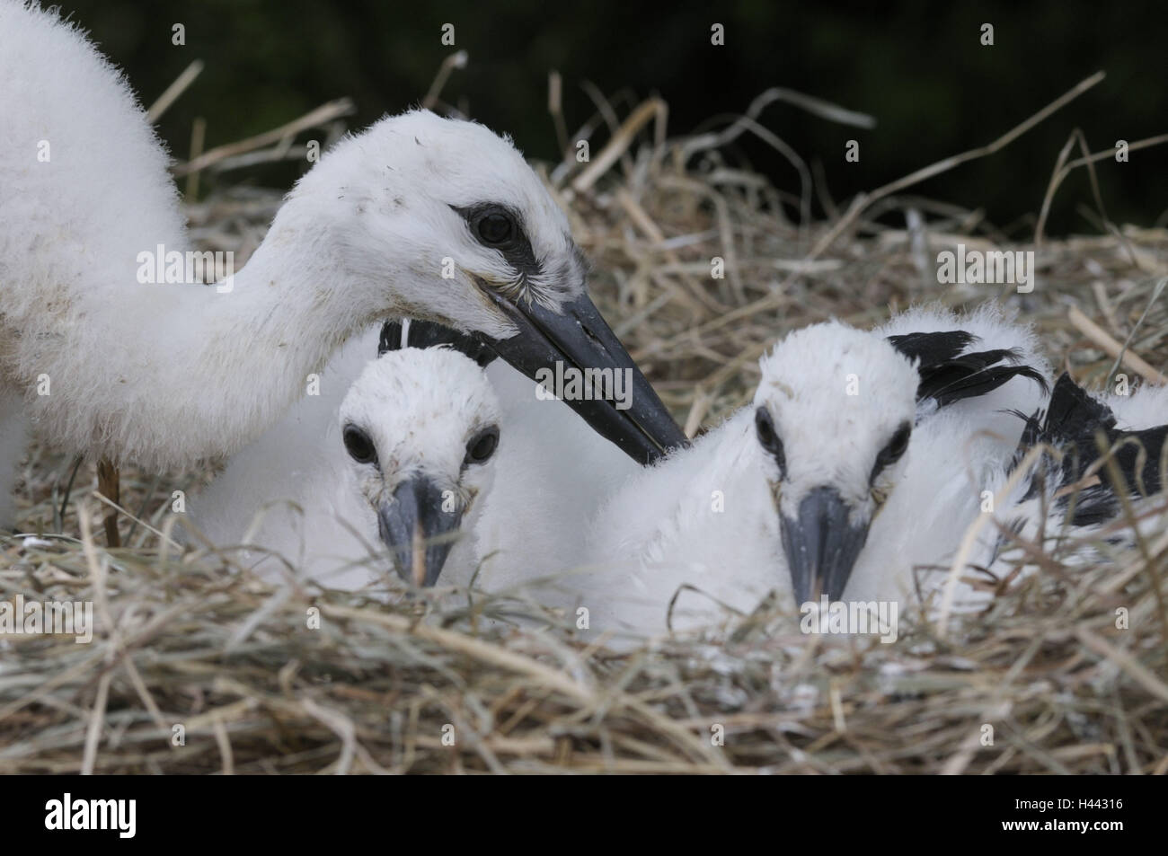 White storks, Ciconia ciconia, White stork, chicks, nest Stock Photo ...