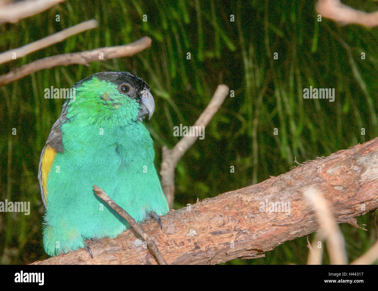 Parrot still on branch hi-res stock photography and images - Alamy