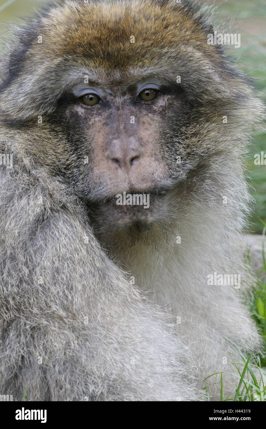 Berber's monkey, Macaca sylvana, Barbary Ape, portrait Stock Photo - Alamy
