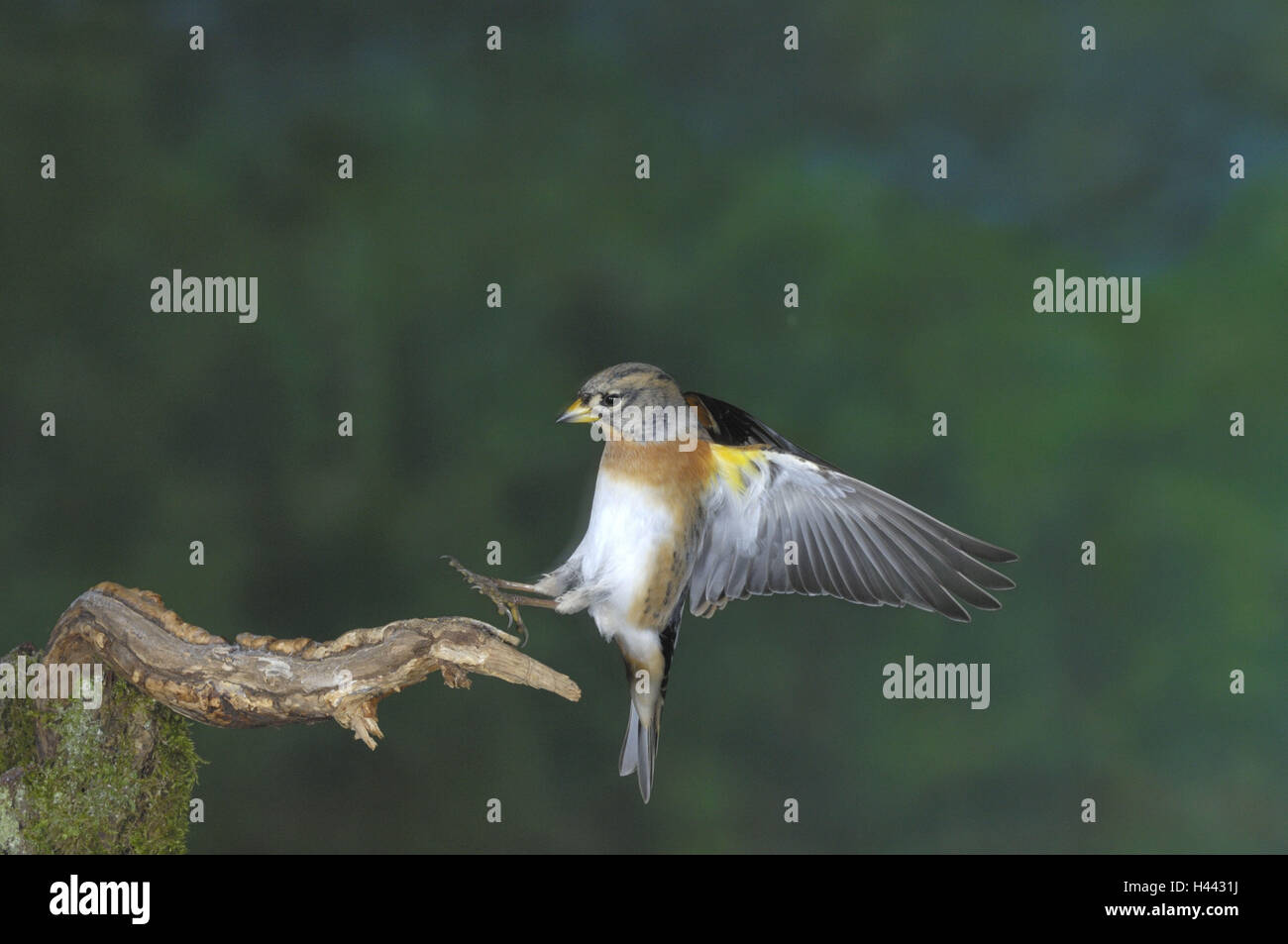 Mountain finch, Fringilla montifringilla, Brambling, flight, side view ...