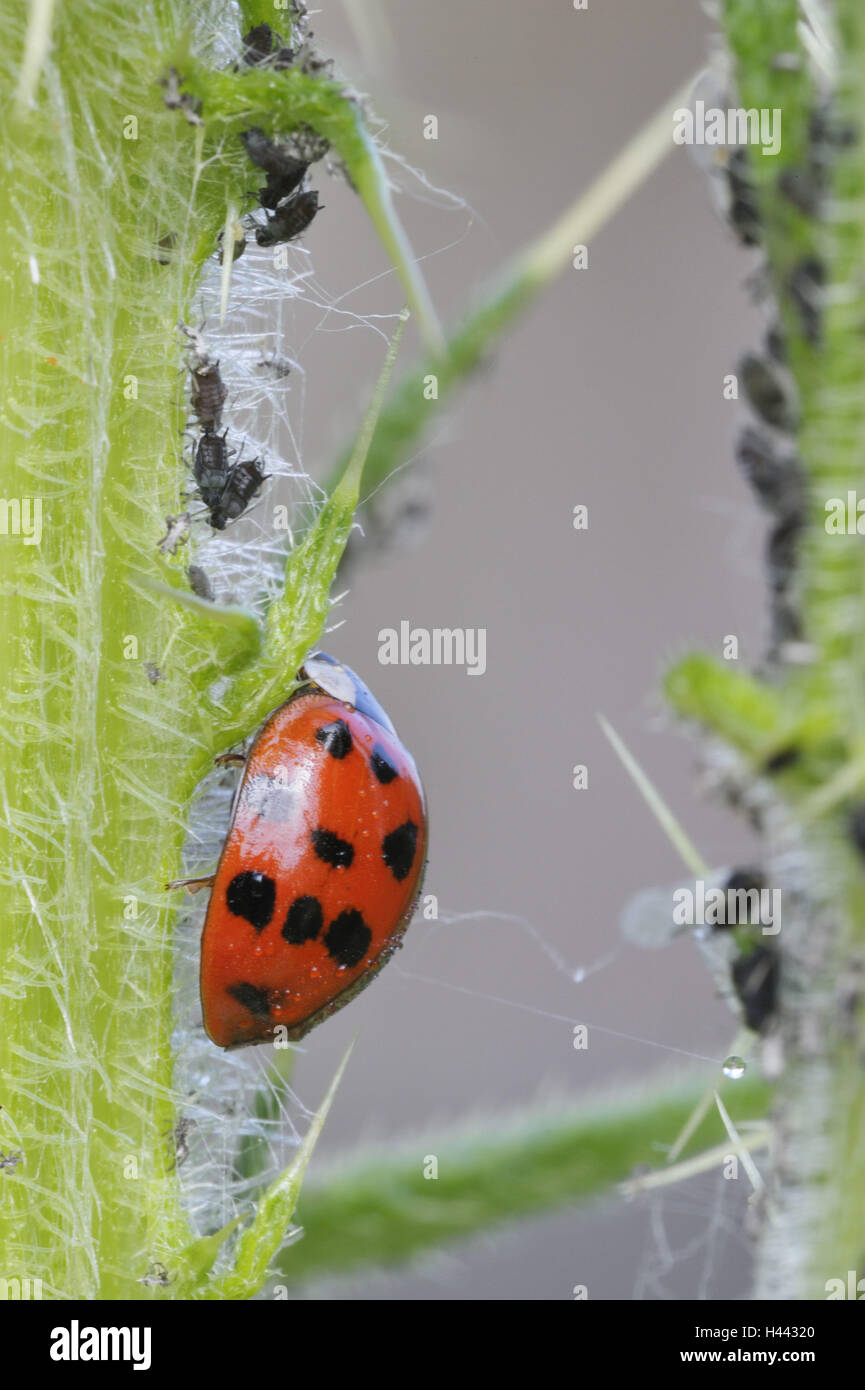 Ladybird, Ladybird, plant, lice Stock Photo - Alamy