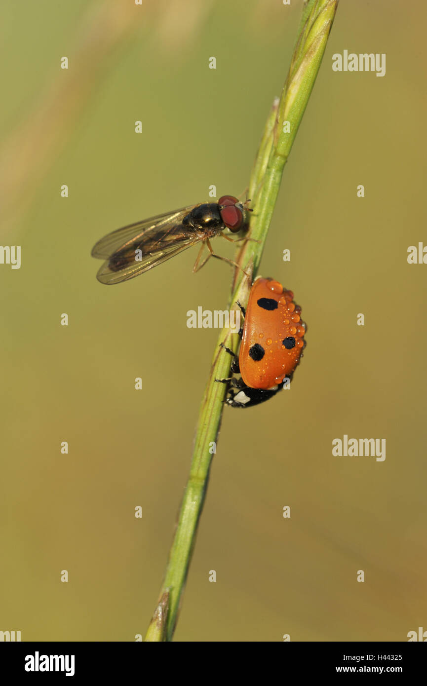 Blade grass, 7 dot ladybird, Coccinella septempunctata, Ladybird, fly ...