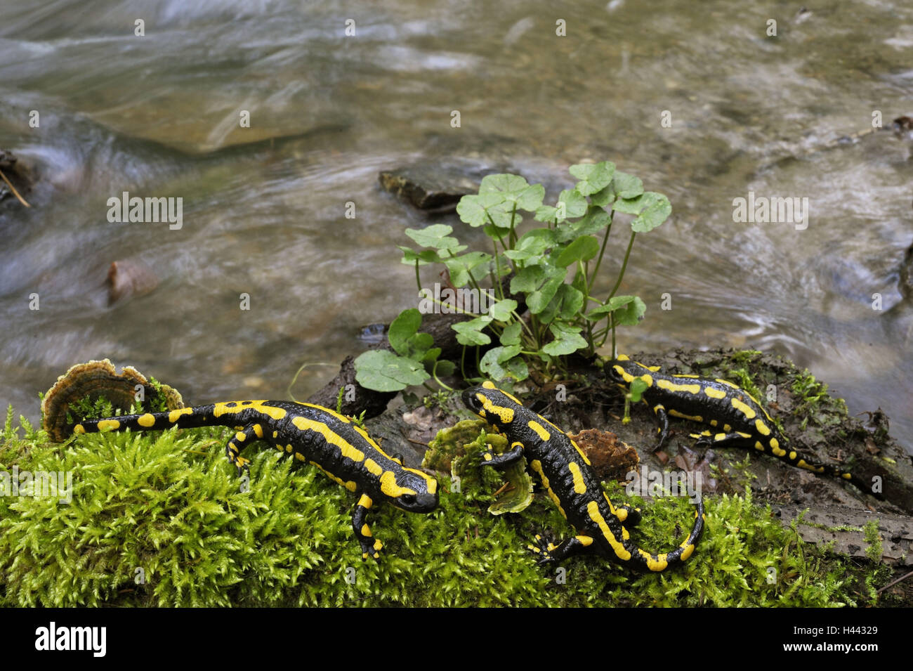 Spotted salamander, firesalamander, Slamandra salamandra, shore Stock ...