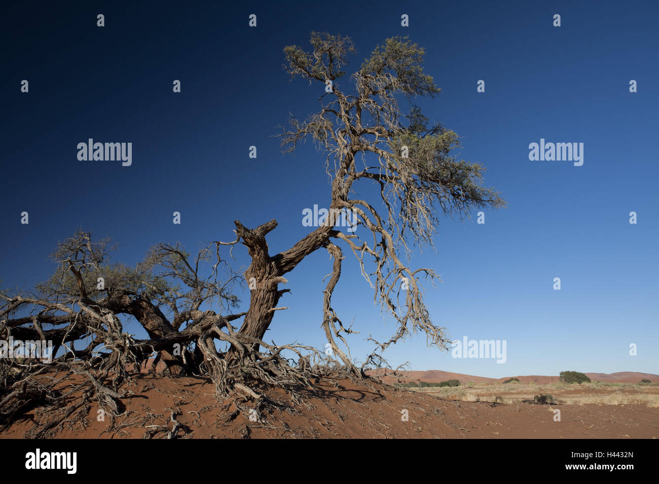 Camel spike trees hi-res stock photography and images - Alamy