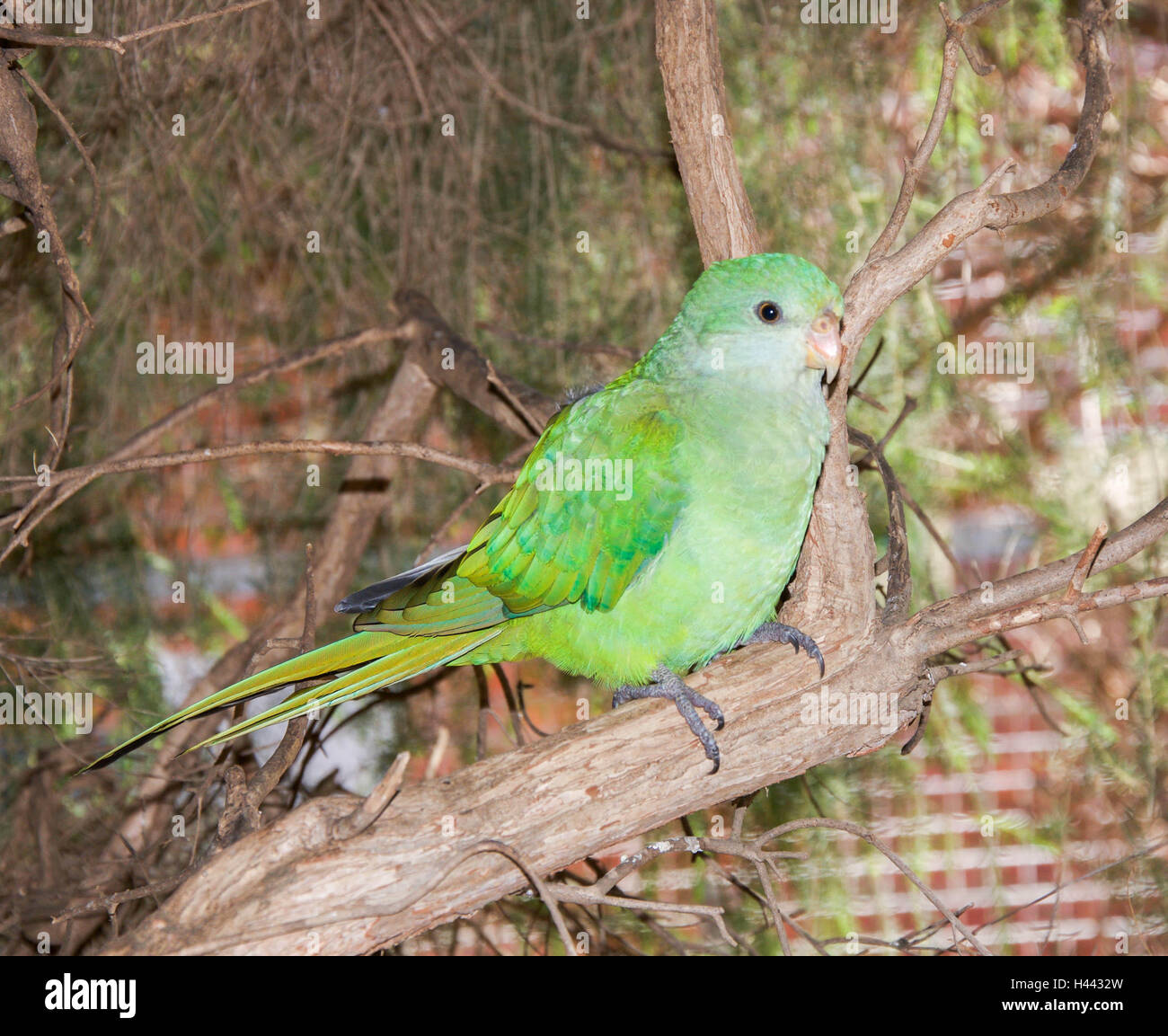 Parrot nestled hi-res stock photography and images - Alamy