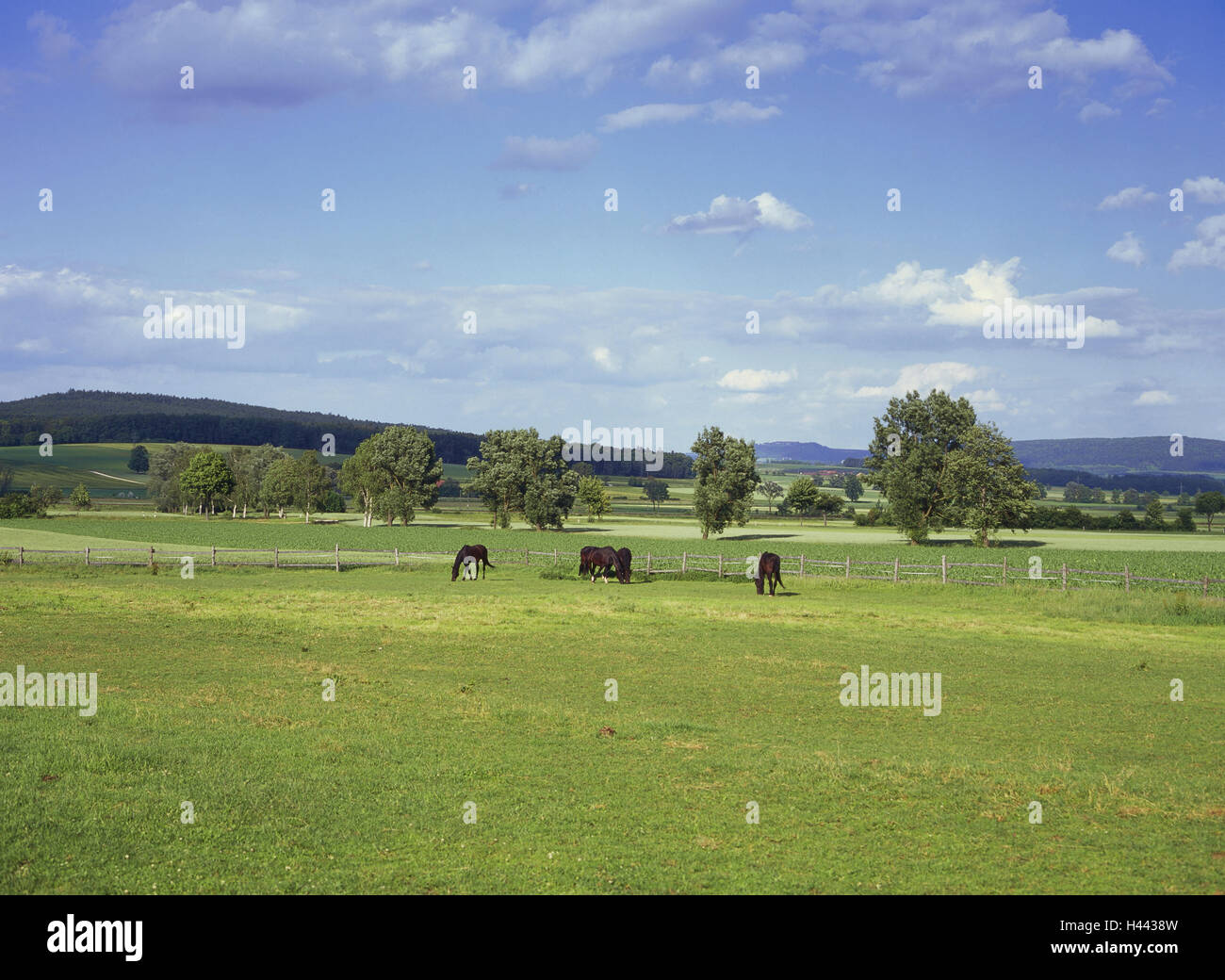 Germany, Bavaria, Central Franconia, white castle, scenery, pasture ...
