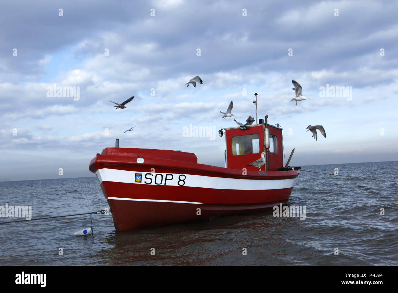 Fish cutter hi-res stock photography and images - Alamy